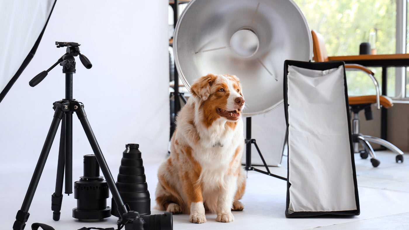 Lichtformer for studio flashes & LED | Softbox, Beauty Dish & Reflecto ...